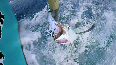 Watch Battlefish | Netflix Official Site