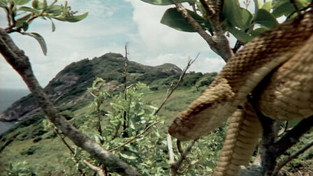 Watch 72 Dangerous Animals: Latin America | Netflix Official Site