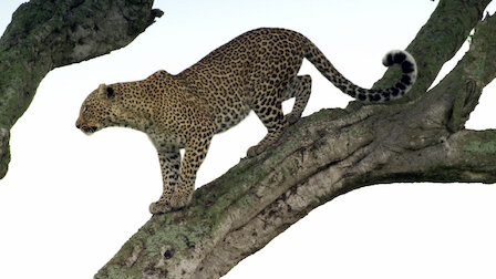 Watch Tales by Light | Netflix Official Site